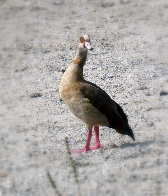 ipernity: Stolze Nilgans - by Andreas Müller
