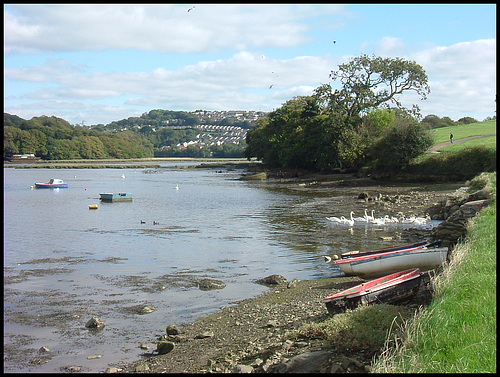 ipernity: swans in Tamerton Creek - by Isisbridge