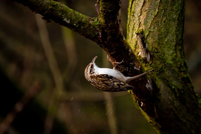 ipernity: Tree creeper - by Maeluk