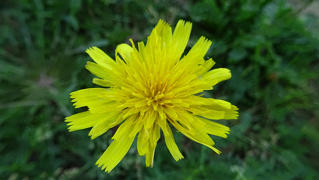ipernity: 283/365 2025 Dandelion - by Gillian Everett