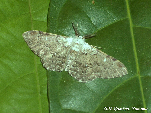 ipernity: P076G - by Tony James