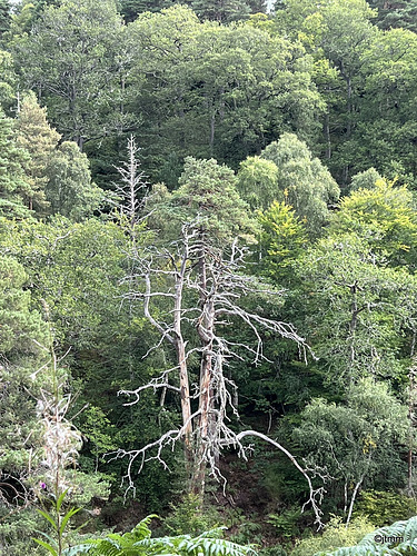 ipernity: Imagery from the Dunearn Burn walk 24-08-2025 - by Coldwaterjohn