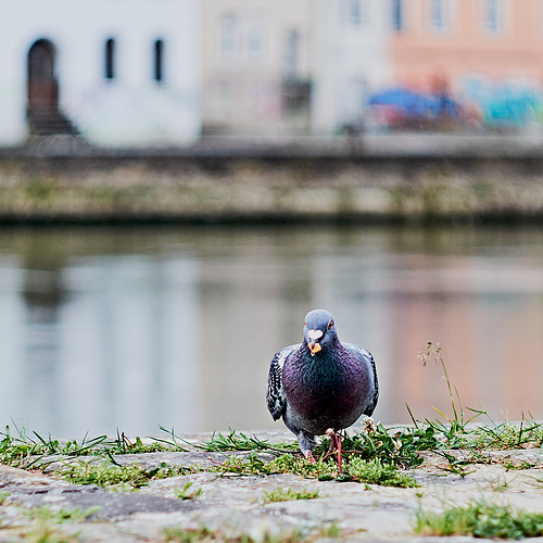ipernity: Taube:Regensburg - by Alexander Hilpert