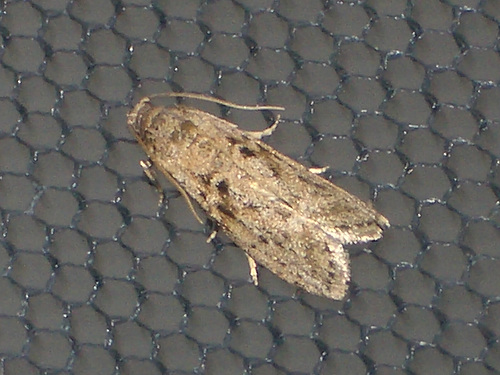 ipernity: TB022 Hypsipyla grandella (Mahogany Shoot-borer) - by Tony James