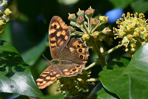 ipernity: DSN 5708(1)R - by Christian C
