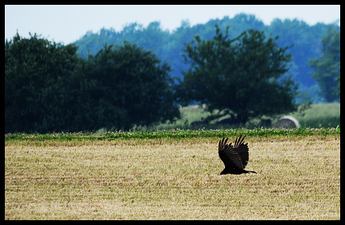 ipernity: Vulture - by Heather Snider