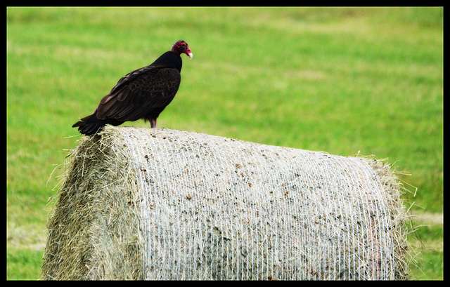 ipernity: Turkey Vulture - by Heather Snider