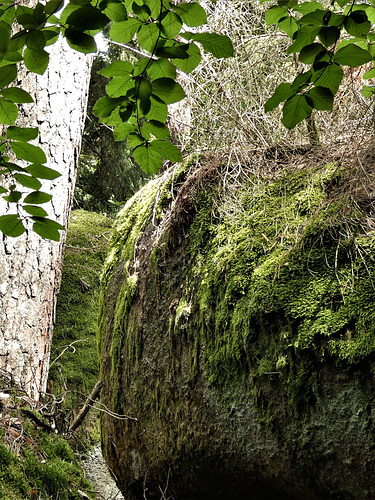ipernity: Moos am Fels - by Ingrid K. Brandl