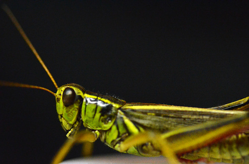 ipernity: Mr. Hopper - by Heather Snider
