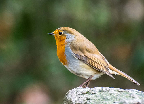 ipernity: Robin.hg6jpg - by Maeluk