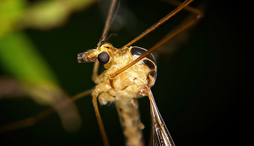 ipernity: Das Insekt mit den langen Beinen :)) The insect with long ...
