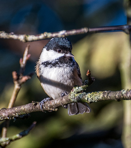 ipernity: Coal tit3 - by Maeluk