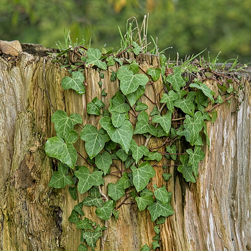 ipernity: Ivy (+PiPS) - by Keith Burton