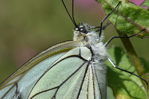 ipernity: DSN 4755(3)R - by Christian C