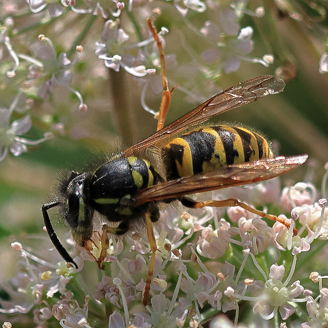ipernity: EOS R7 Peter Harriman 12 16 44 8198 wasp dpp - by Peter Harriman