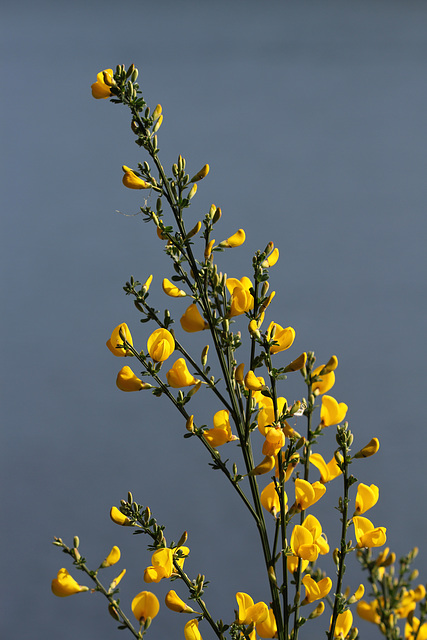 ipernity: Scotch Broom - by RHH