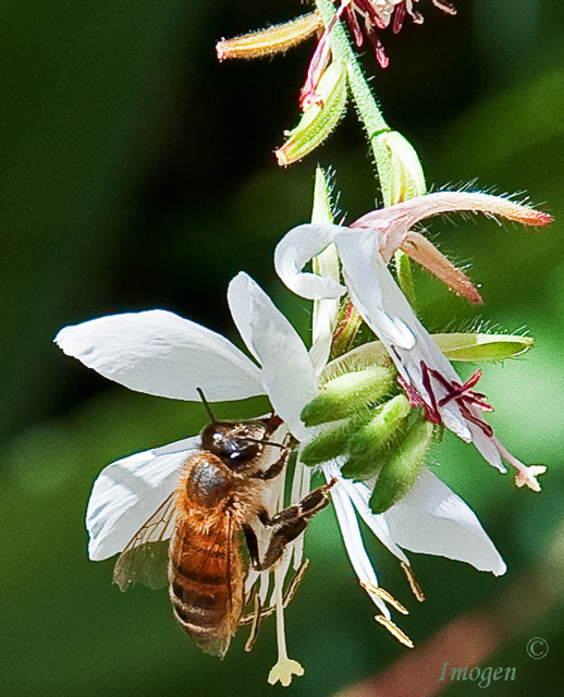 ipernity: Bee on White Gaura - by Imogen