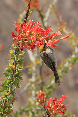 ipernity: Native Flora and Fauna