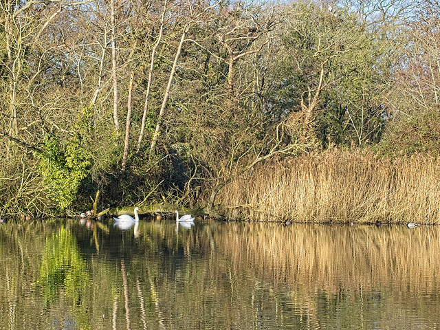 ipernity: Langstone Mill Pond - by Keith Burton