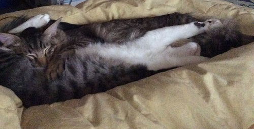 ipernity: funny sleepers 2 - by Fi Webster