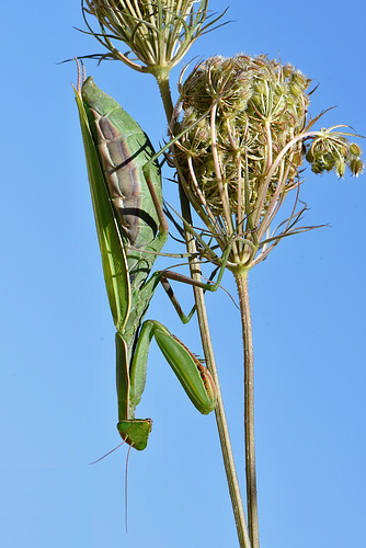 ipernity: DSN 5375(1)(1)R - by Christian C