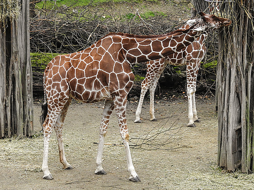 ipernity: 20170928 3065CPw [D~OS] Netzgiraffe, Zoo Osnabrück - by Werner K.